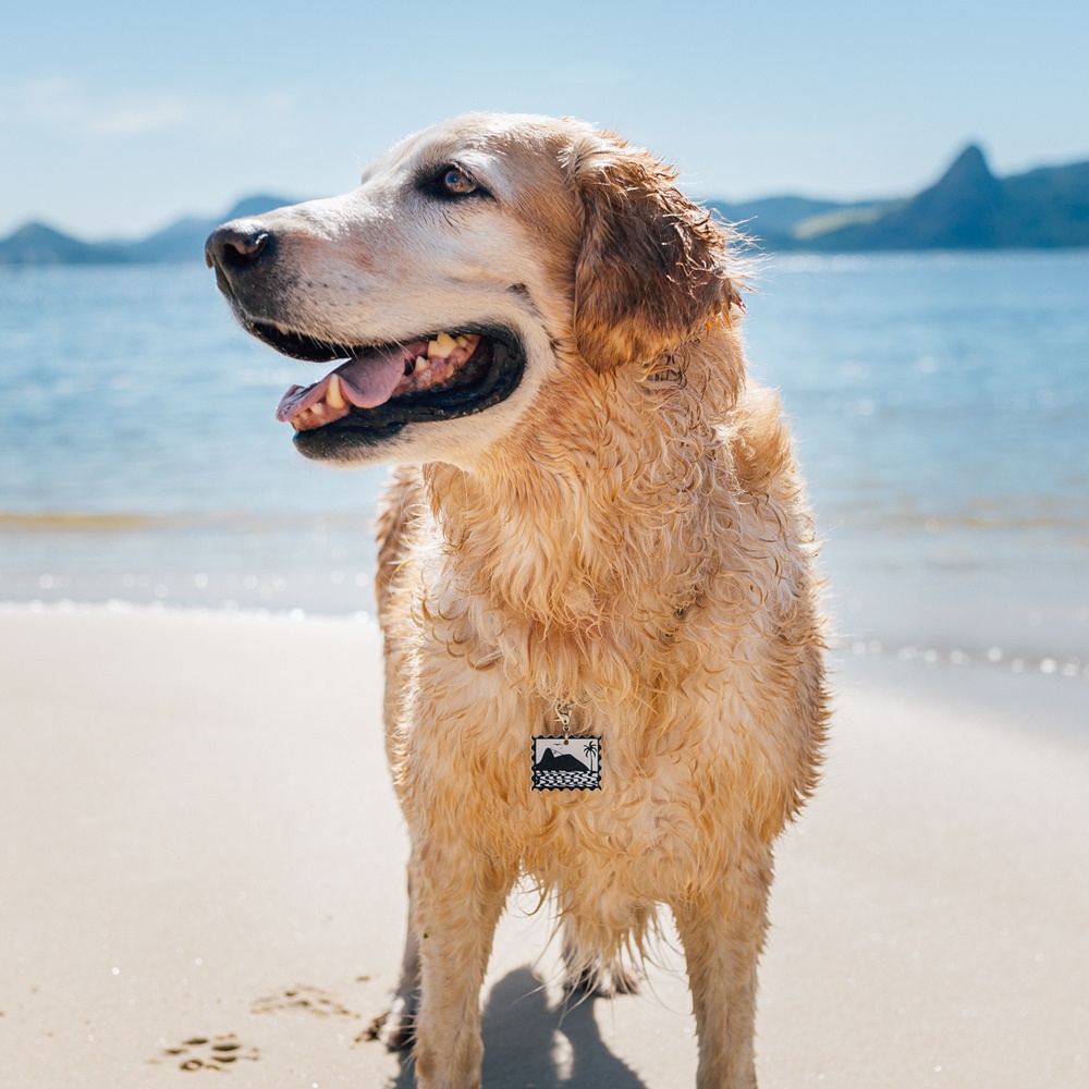 Tag de Identificação Rio de Janeiro | Dog Vibe